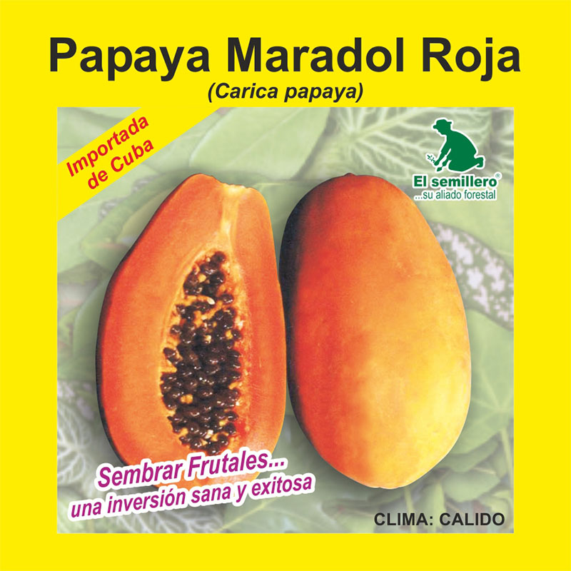 PAPAYA MARADOL X 100 SEMILLAS | El Semillero SAS